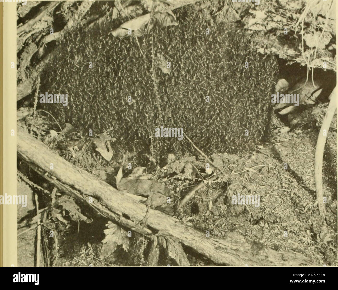 Barro colorado island trees hi-res stock photography and images - Alamy