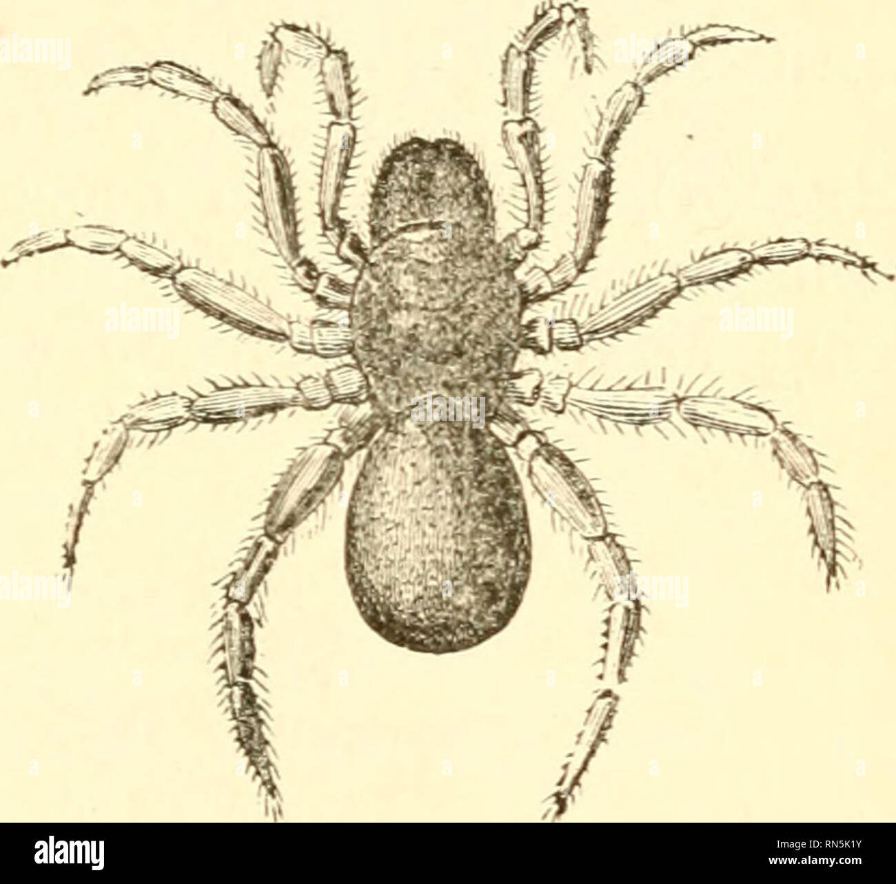 Grey crevice spider hi-res stock photography and images - Alamy