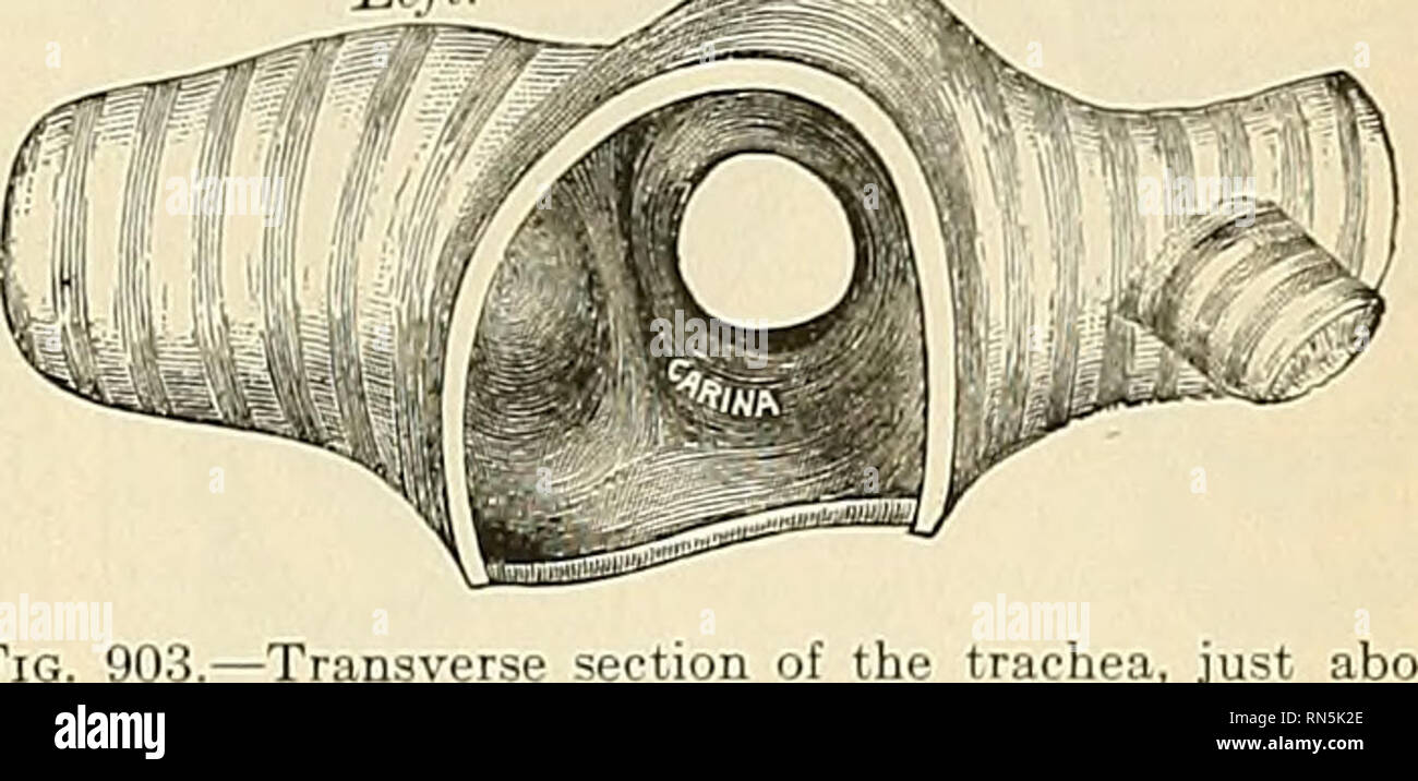 . Anatomy, descriptive and applied. Anatomy. Fig. 903.—Transverse ...