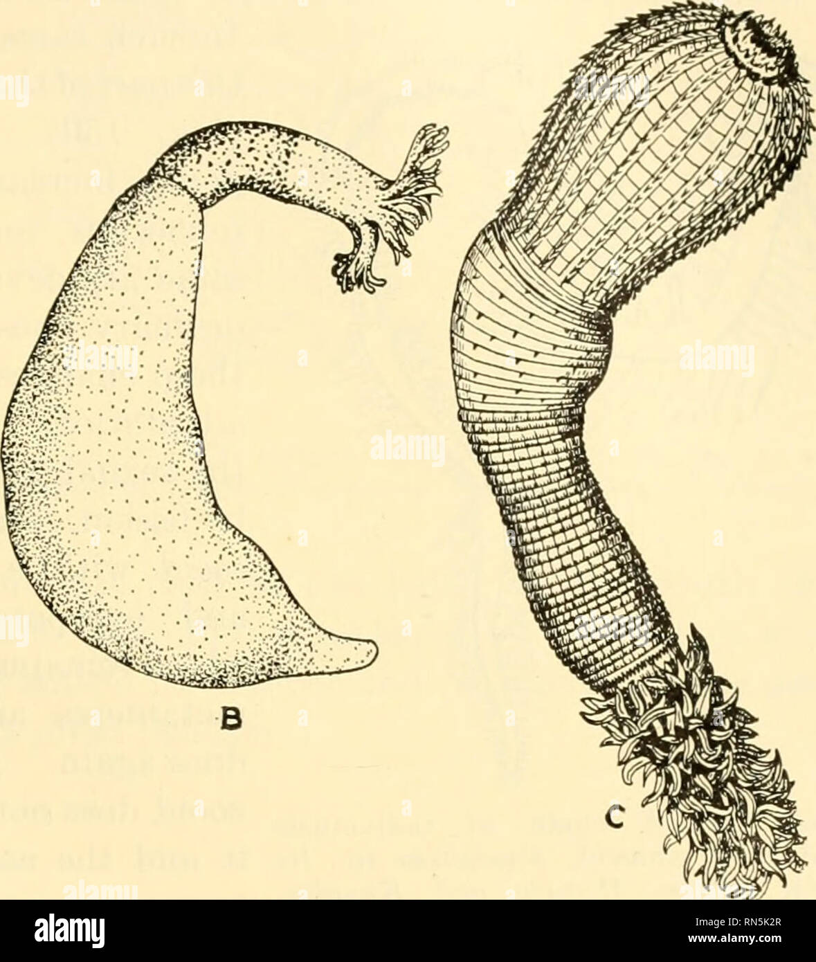 . Animal biology. Zoology; Biology. ANNELIDS IN GENERAL 247 287 ...