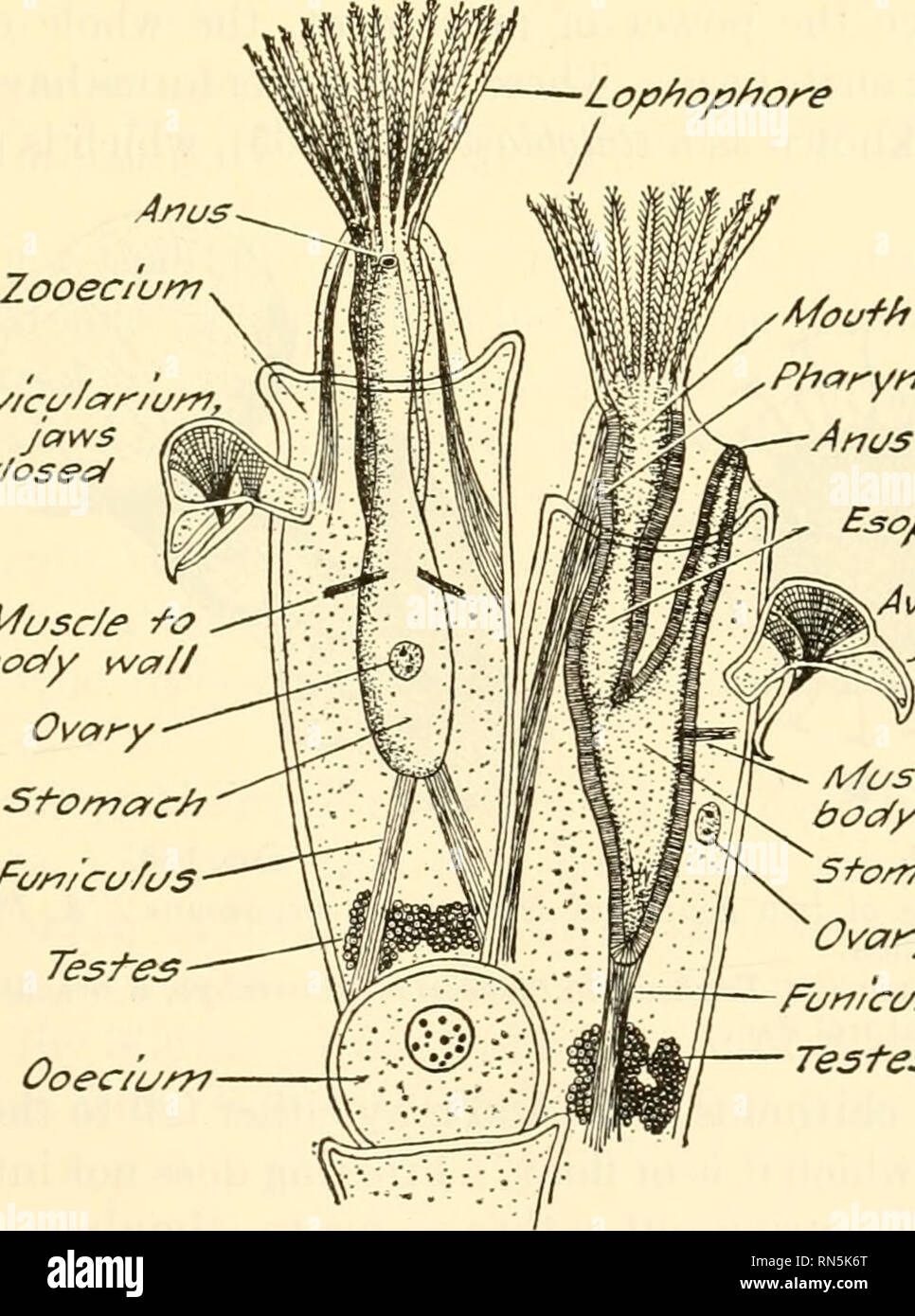 Lophophore hi-res stock photography and images - Alamy