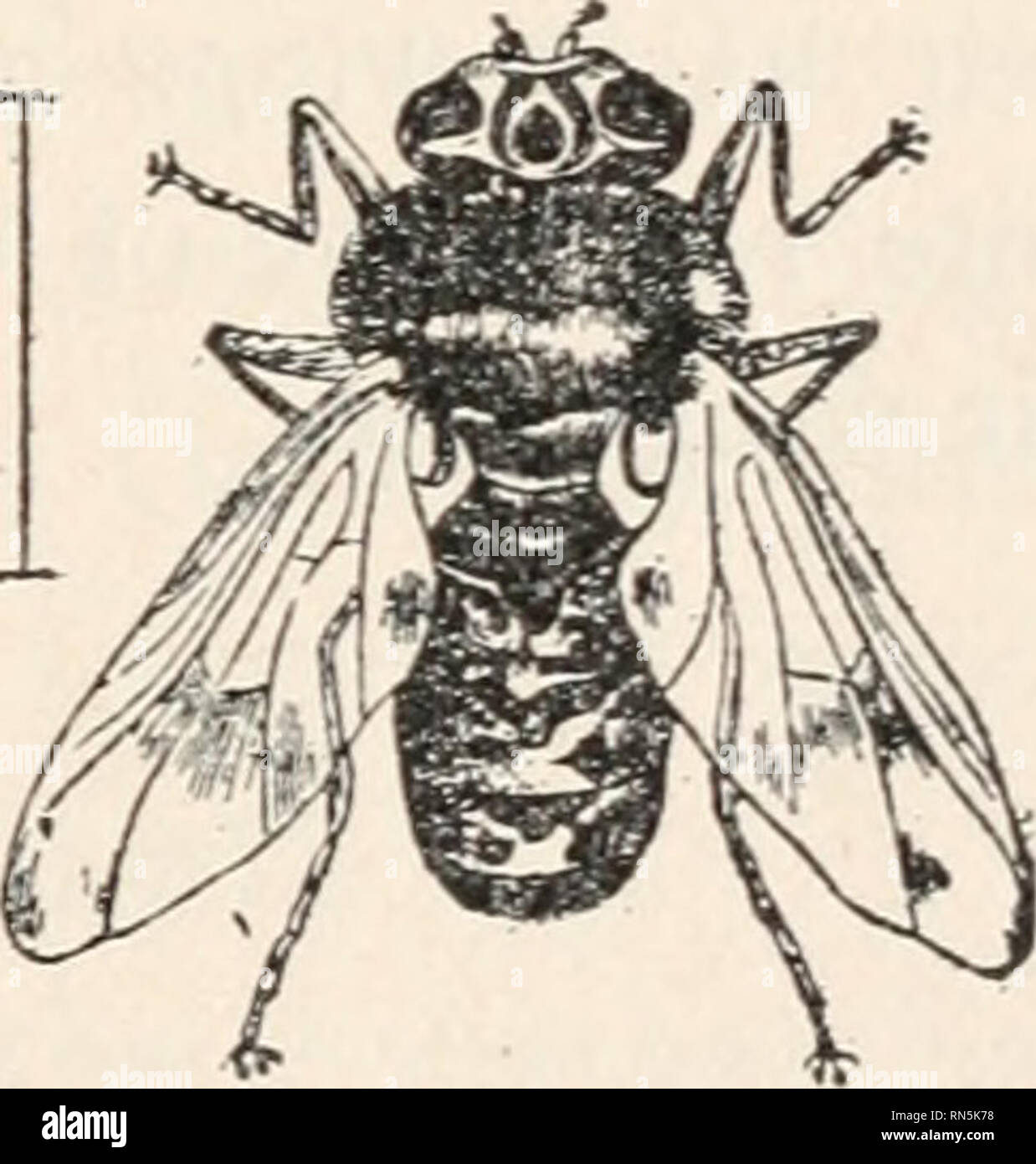 Human botfly larva hi-res stock photography and images - Alamy
