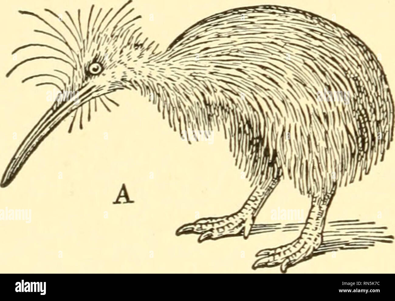 . Animal biology. Biology; Zoology; Physiology. 124 ANIMAL BIOLOGY ...