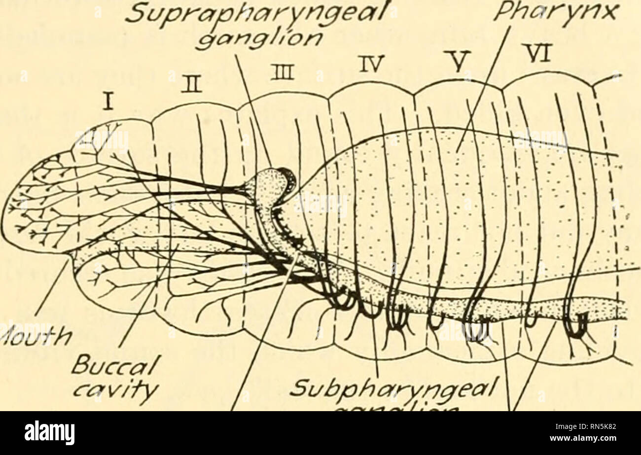 . Animal biology. Zoology; Biology. EARTHWORM 233 a current which draws ...