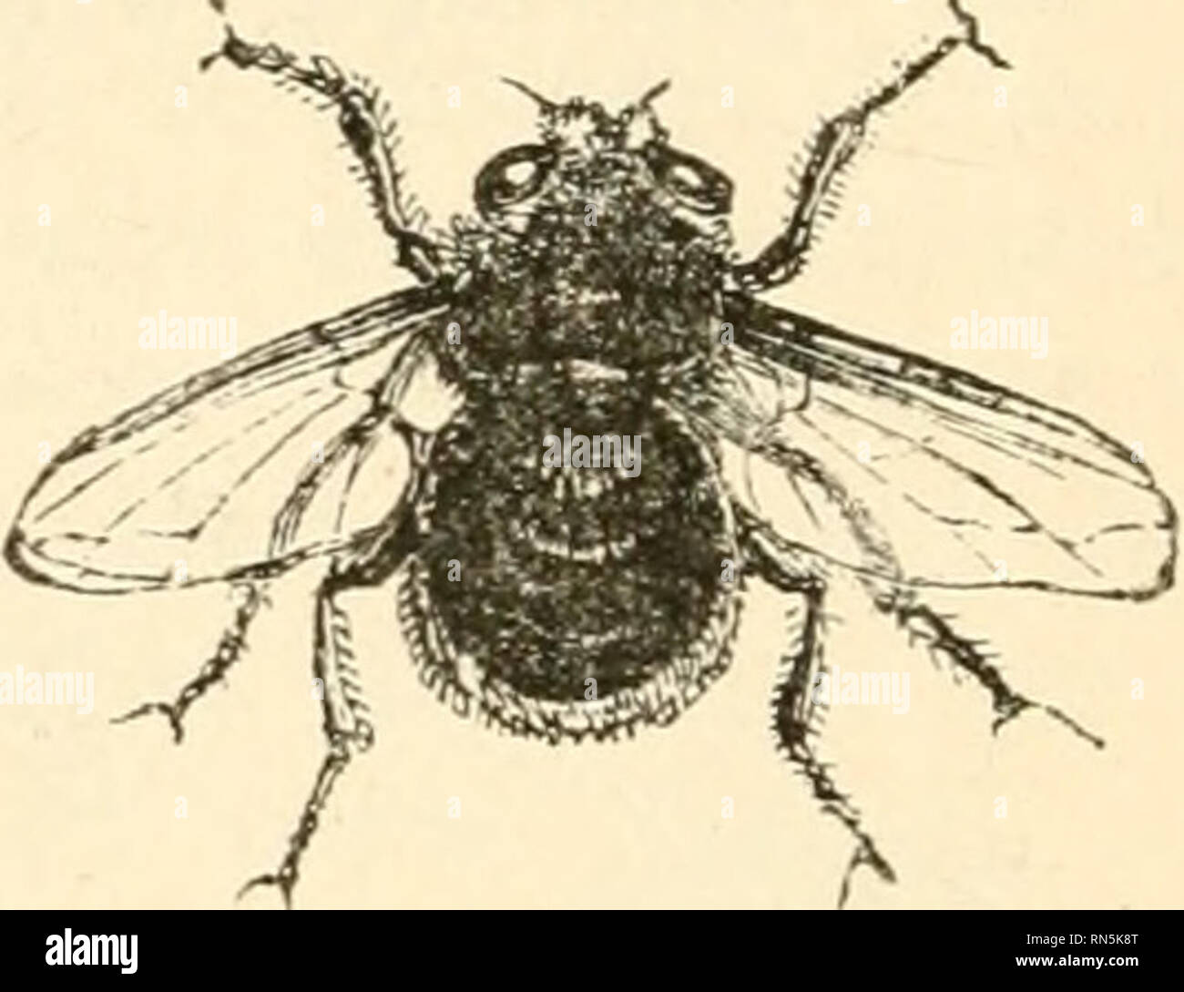 . The animal creation: a popular introduction to zoology. Zoology. Fig ...