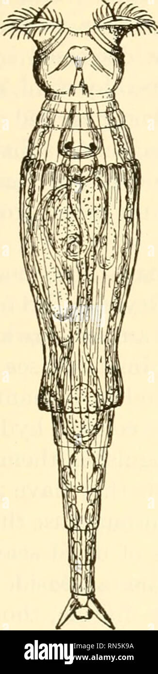 . Animal biology. Zoology; Biology. OTHER UNSEGMENTED WORMS 189 the ...