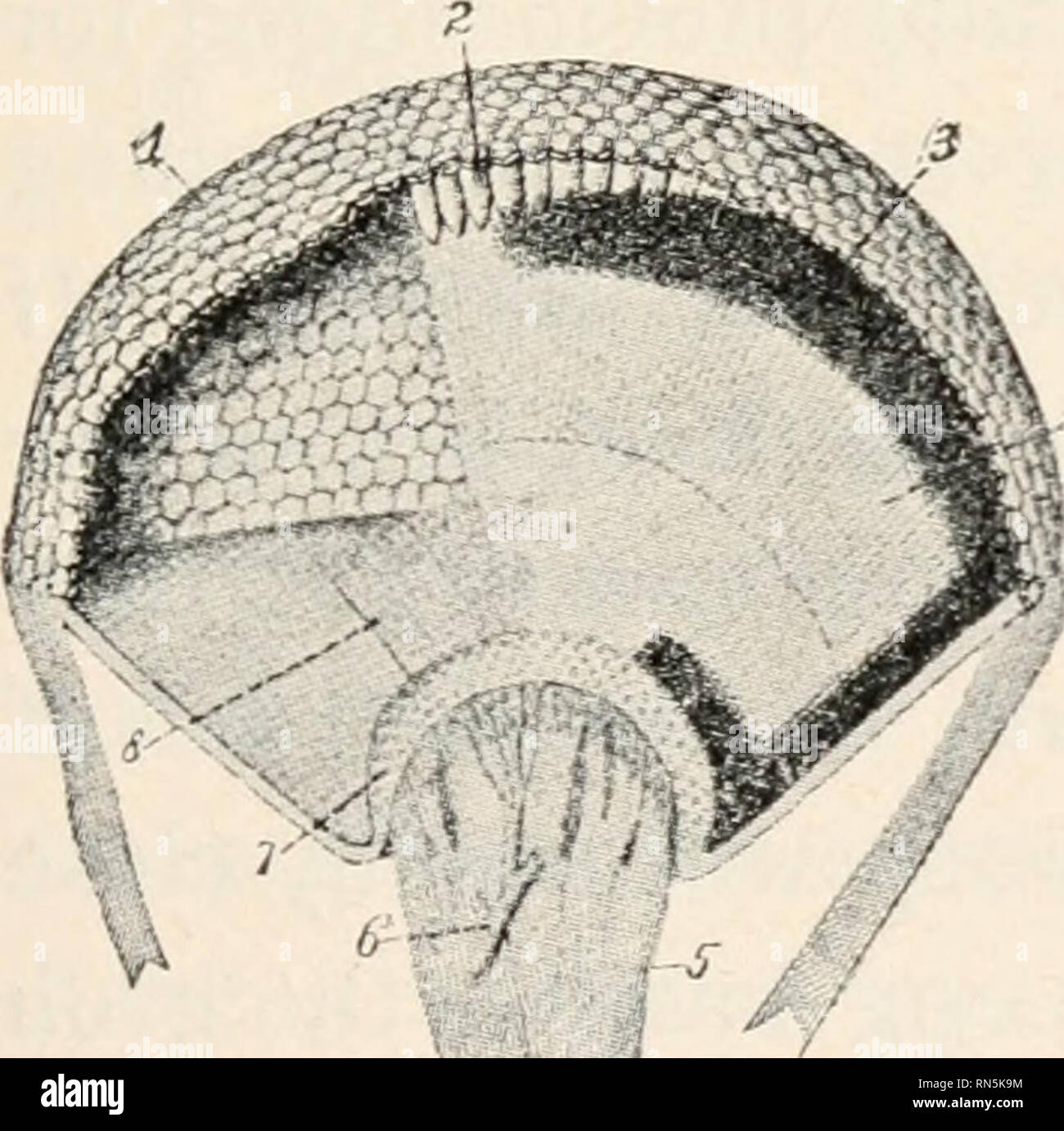 Insect Eye Diagram