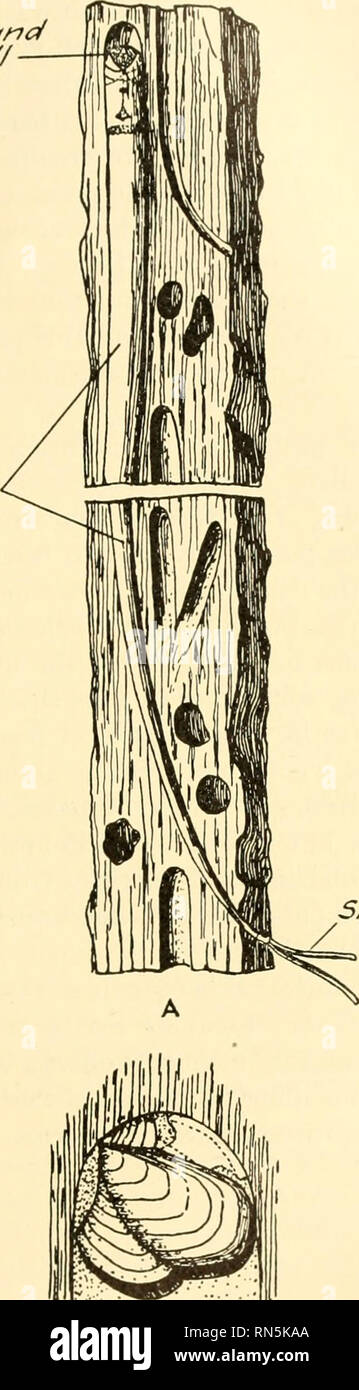 Shipworm teredo navalis hi-res stock photography and images - Alamy