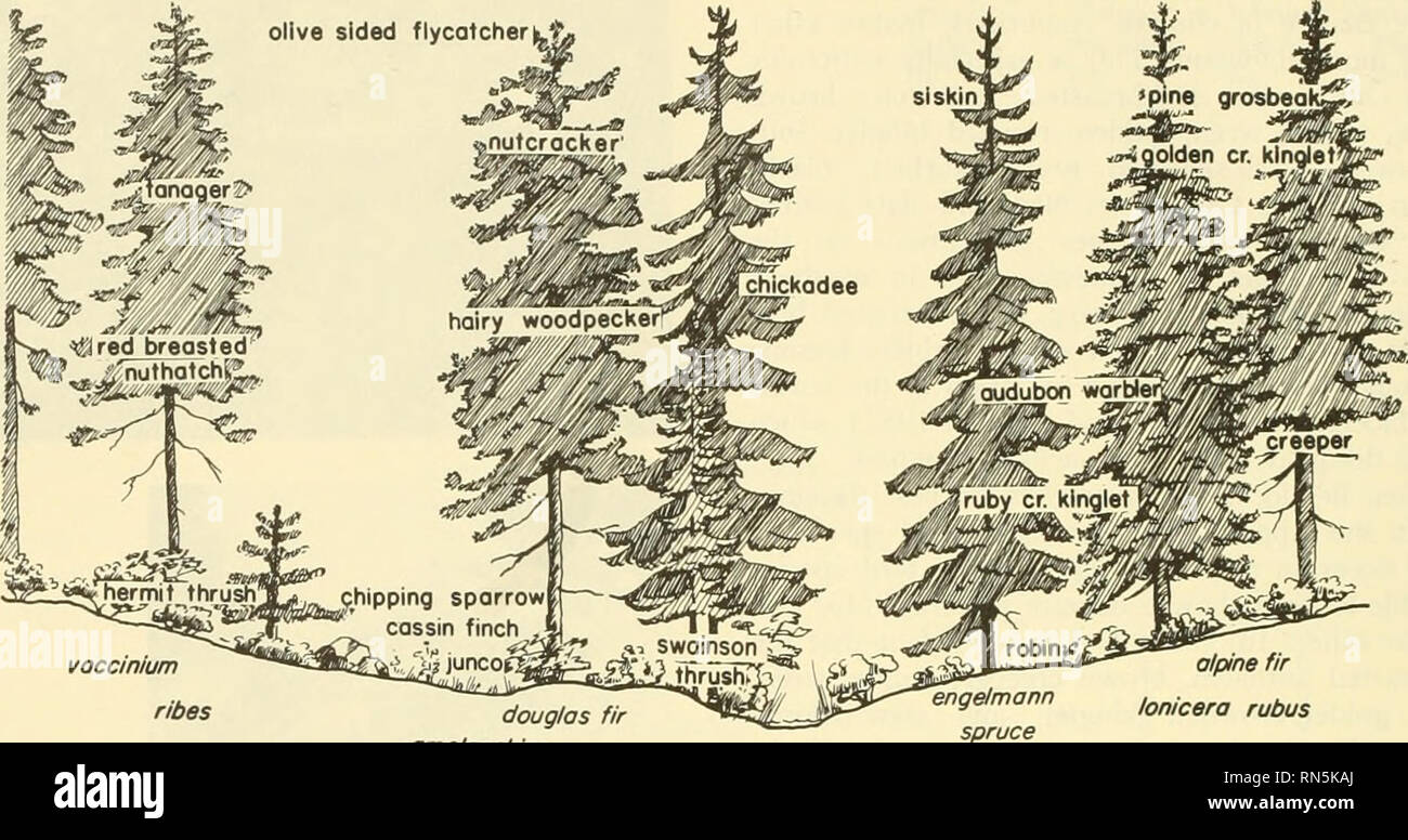 Douglos hi-res stock photography and images - Alamy