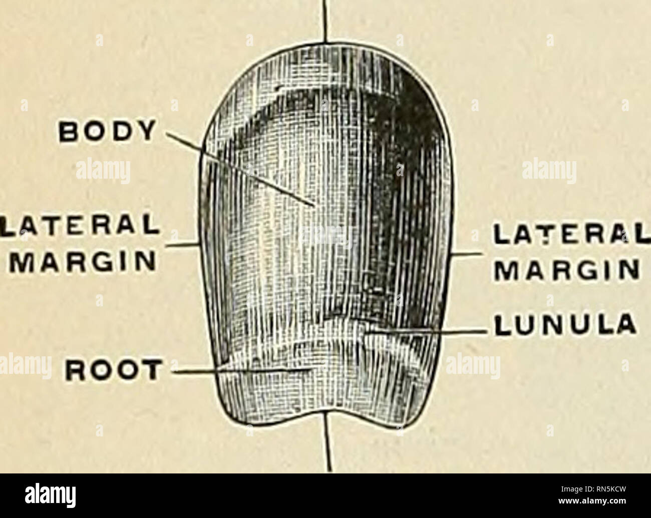 Nail anatomy matrix hi-res stock photography and images - Alamy