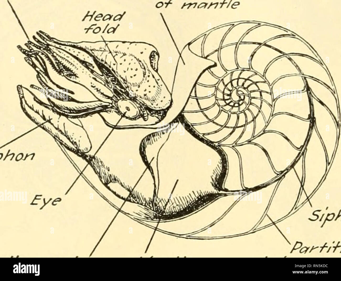 . Animal biology. Zoology; Biology. 224 METAZOAN PHYLA A third ...