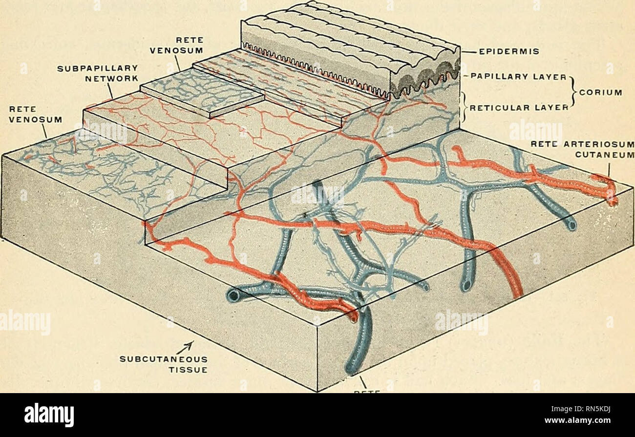 . Anatomy, descriptive and applied. Anatomy. ^?S>'^Vn'1''^'*>>VM ...
