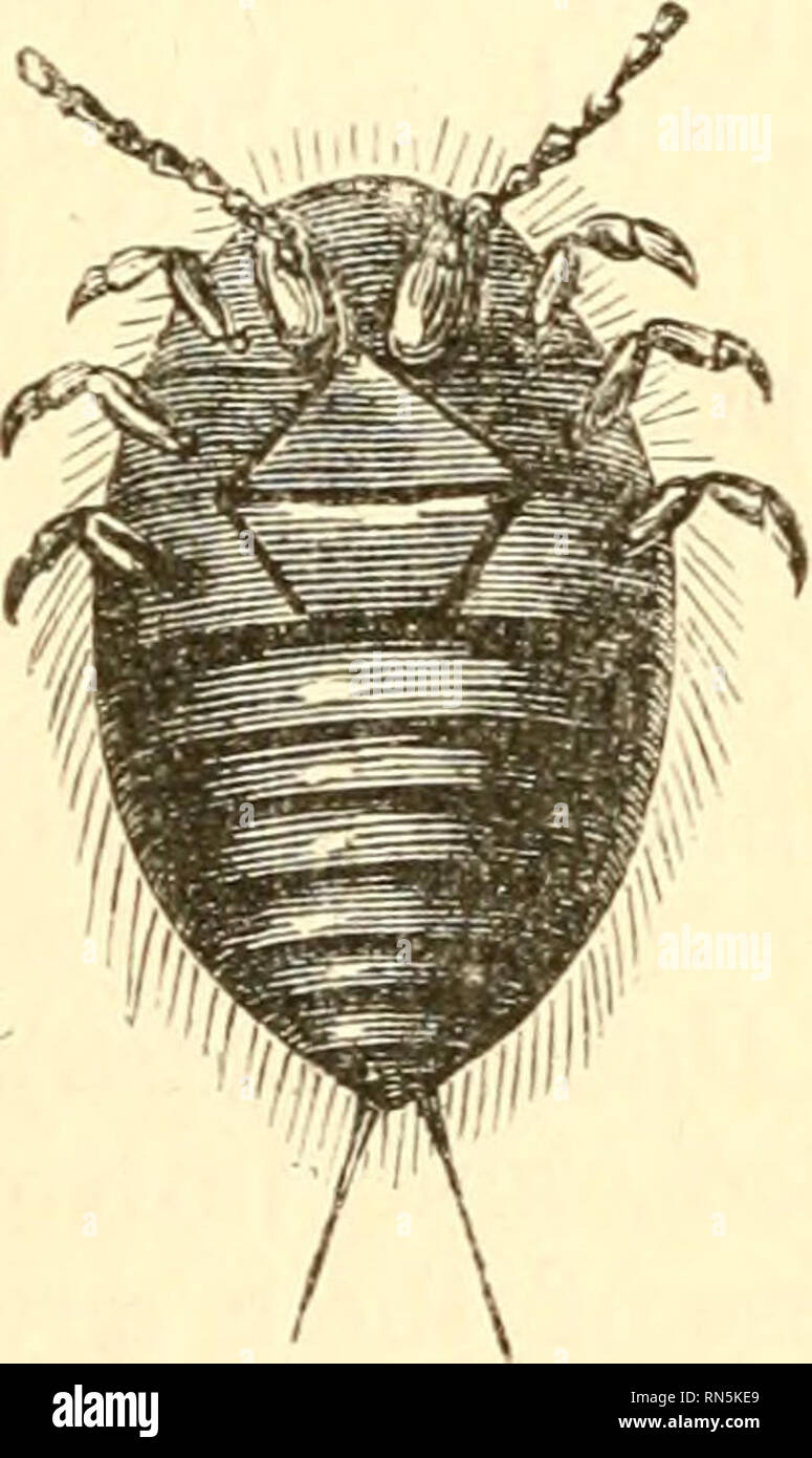 Cochineal insect images hi-res stock photography and images - Alamy