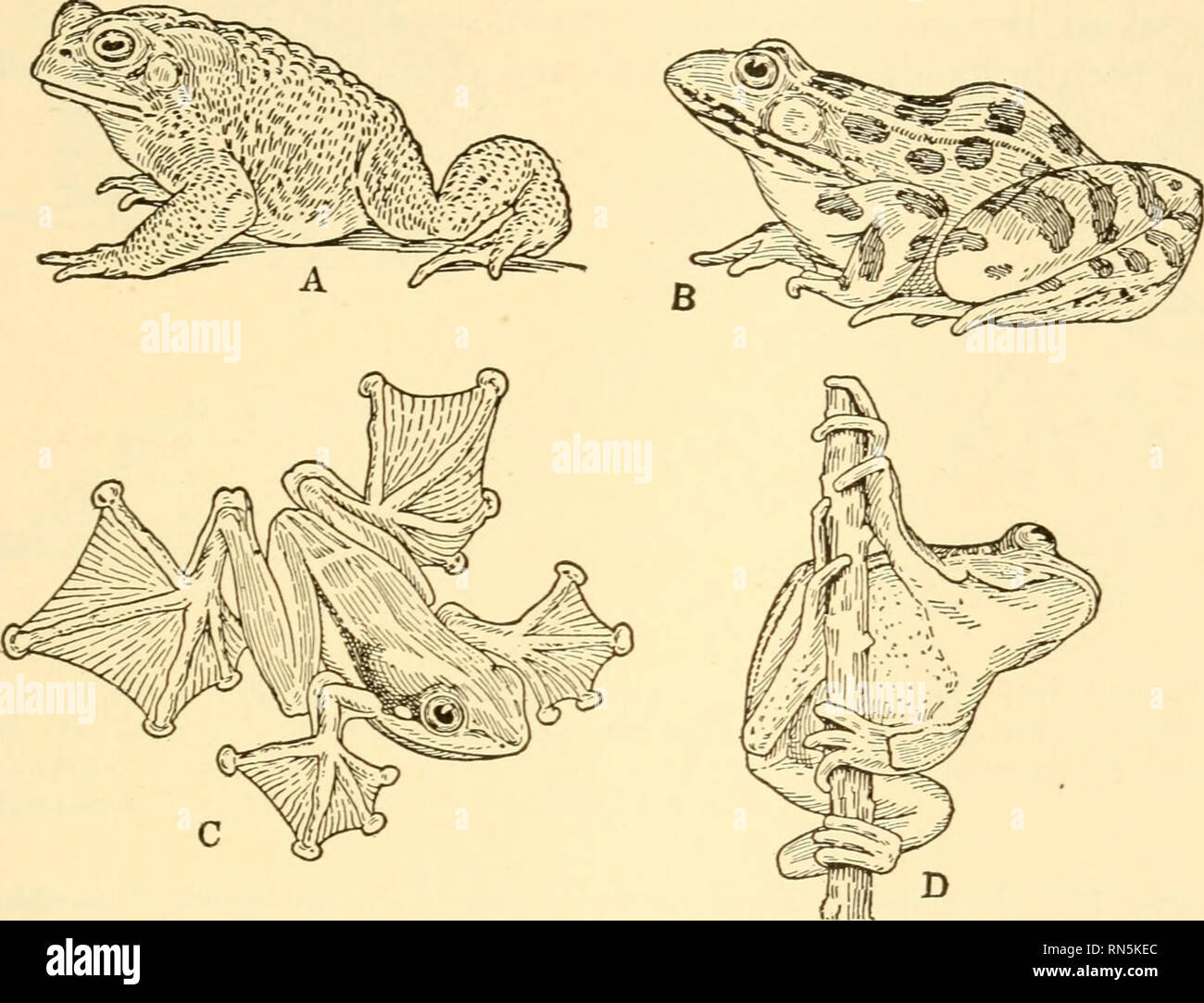 . Animal biology. Biology; Zoology; Physiology. SURVEY OF VERTEBRATES ...