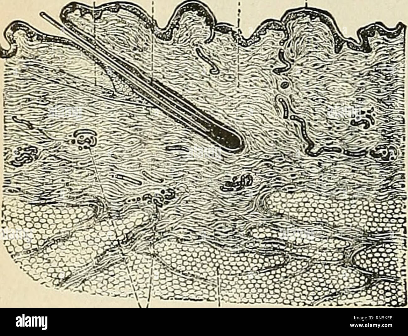 Papillary layer hi-res stock photography and images - Alamy