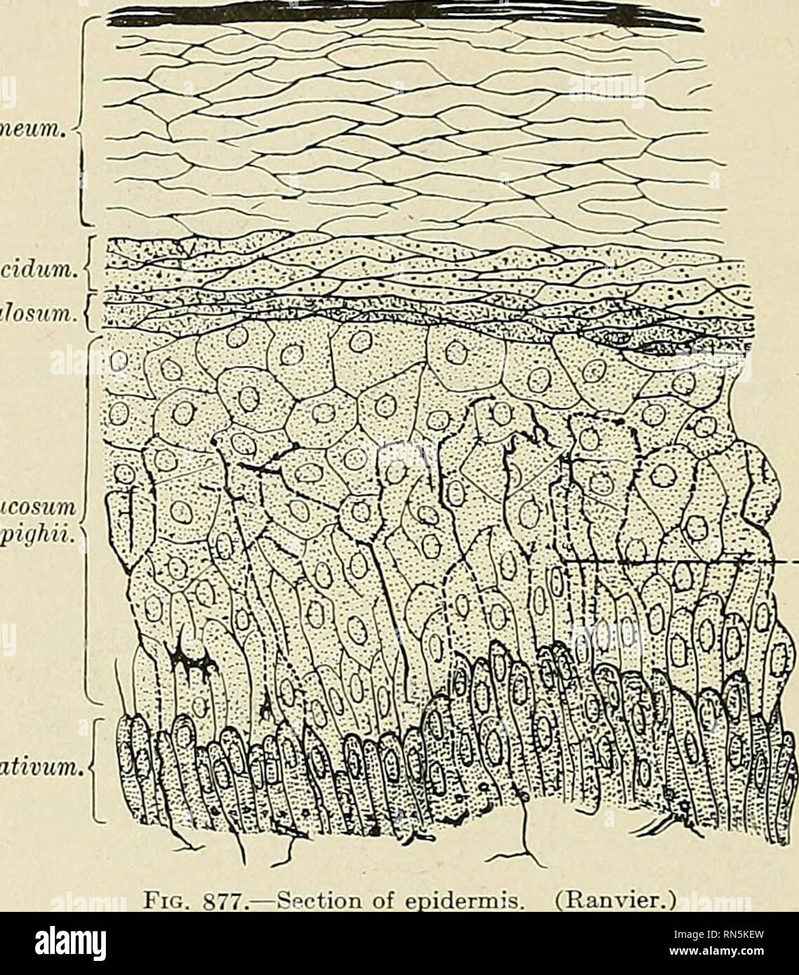 . Anatomy, descriptive and applied. Anatomy. 1154 THE ORGANS OF SPECIAL ...