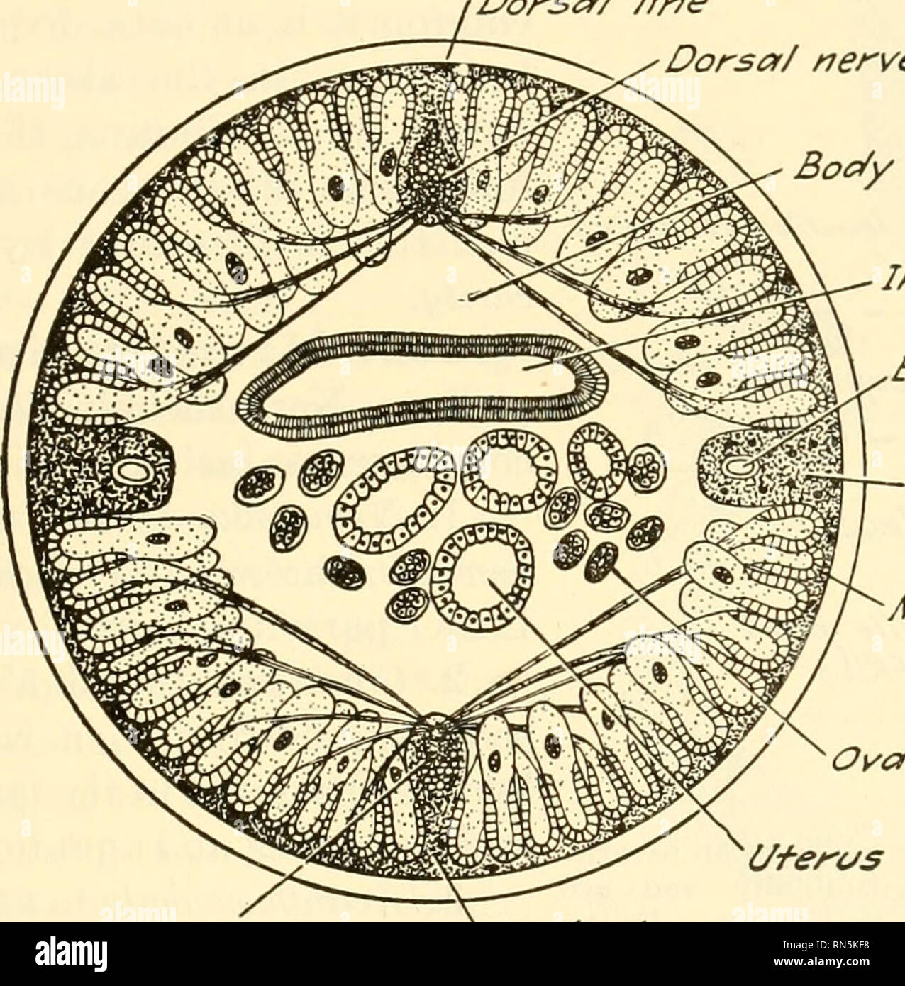 Nemathelminthes hi-res stock photography and images - Alamy