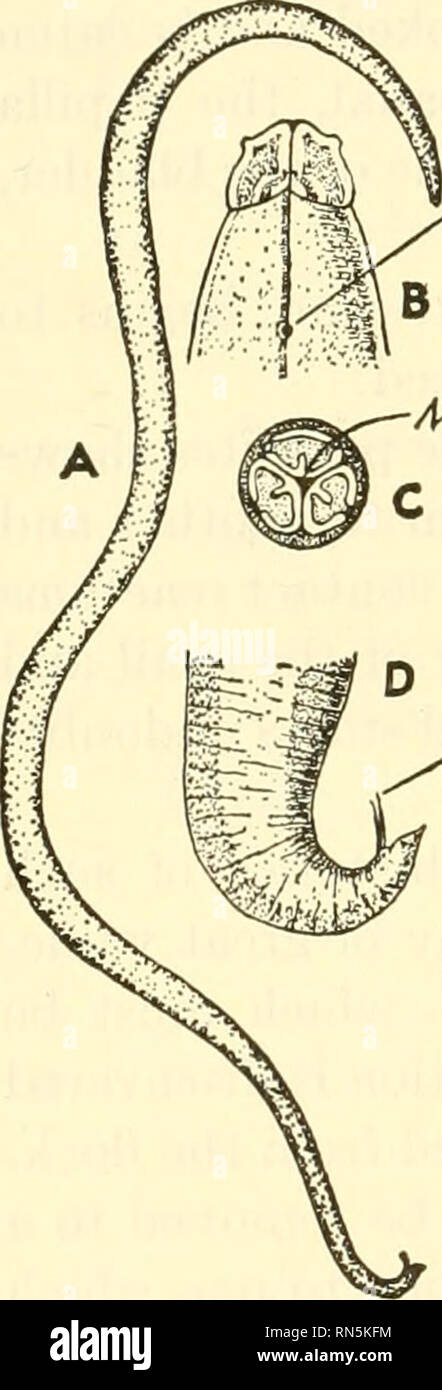 Threadworms hi-res stock photography and images - Alamy