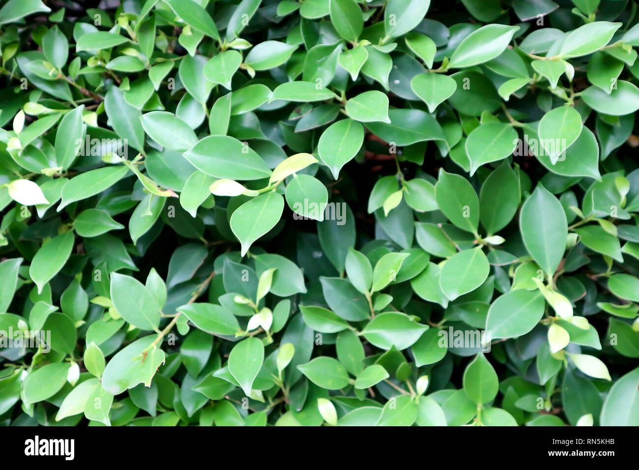 banyan tree or Ficus annulata or ficus bengalensis Stock Photo - Alamy
