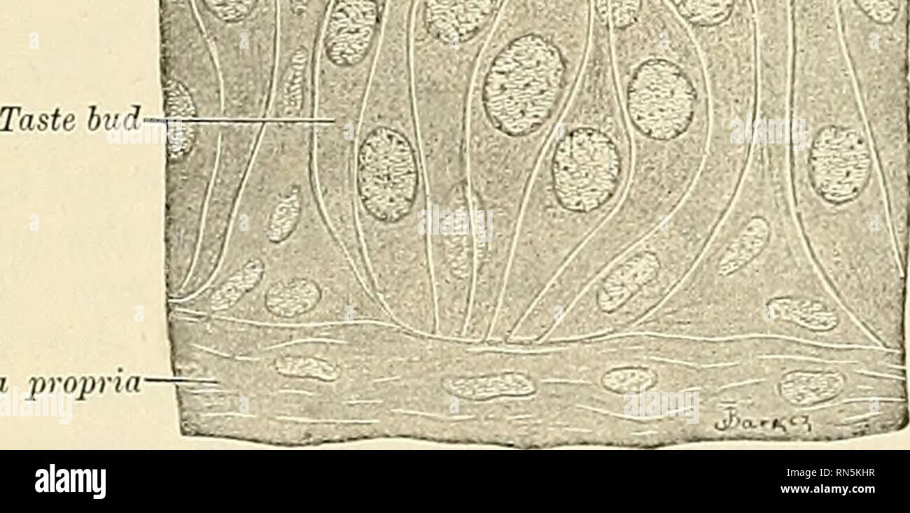 Taste bud anatomy hi-res stock photography and images - Alamy