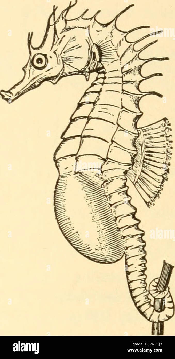 Cartilaginous skeletons hi-res stock photography and images - Alamy