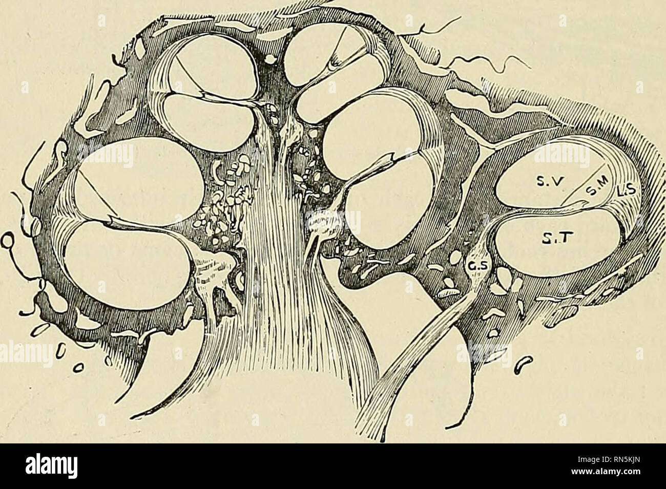 . Anatomy, descriptive and applied. Anatomy. 1146 THE ORGANS OF SPECIAL ...