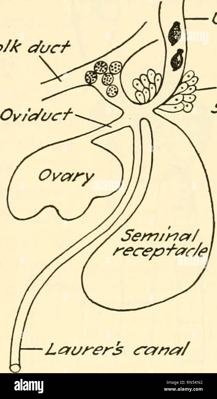 Proglottids hi-res stock photography and images - Alamy