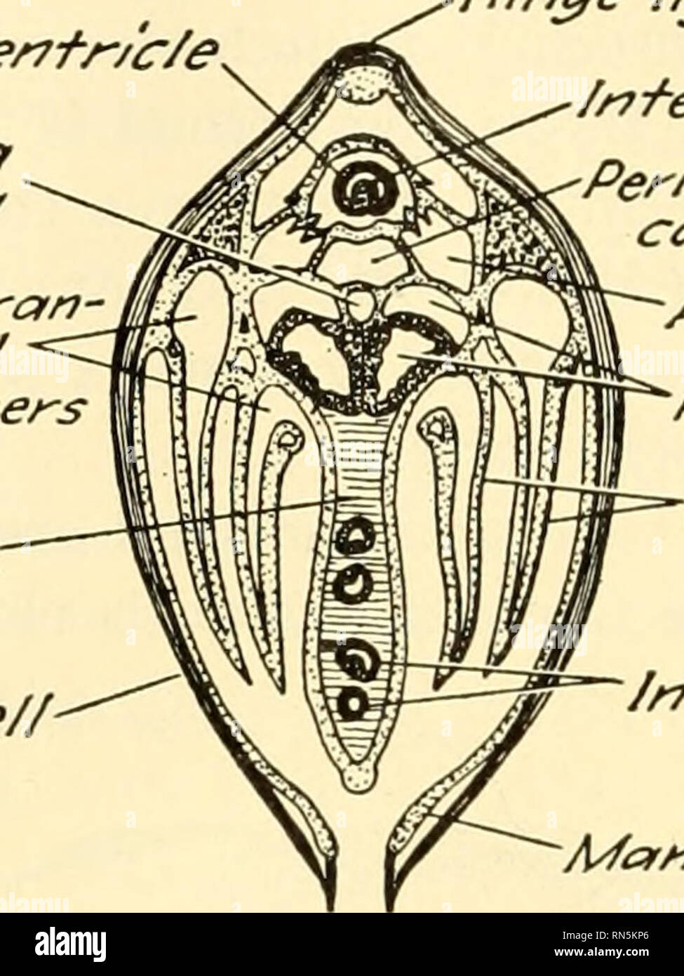 Pallial Line High Resolution Stock Photography and Images - Alamy