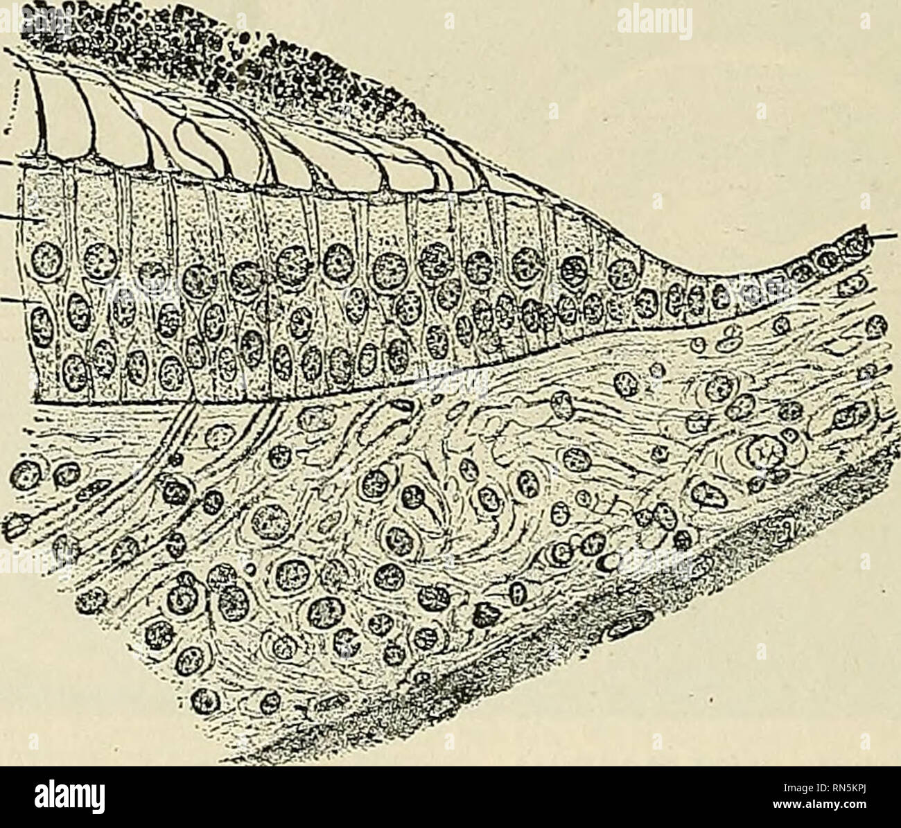 Otolithic membrane hi-res stock photography and images - Alamy