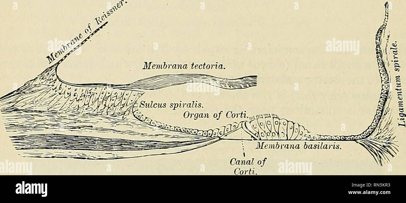 Ductus reuniens hi-res stock photography and images - Alamy