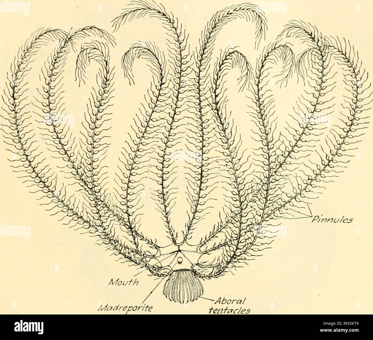 Feather Star Diagram