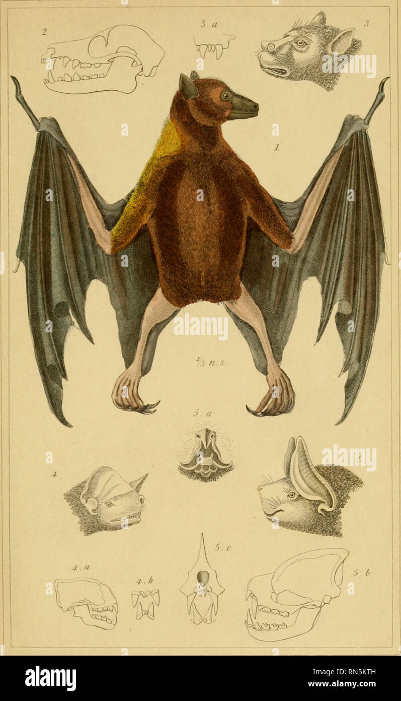 Pteropus keraudrenius hi-res stock photography and images - Alamy