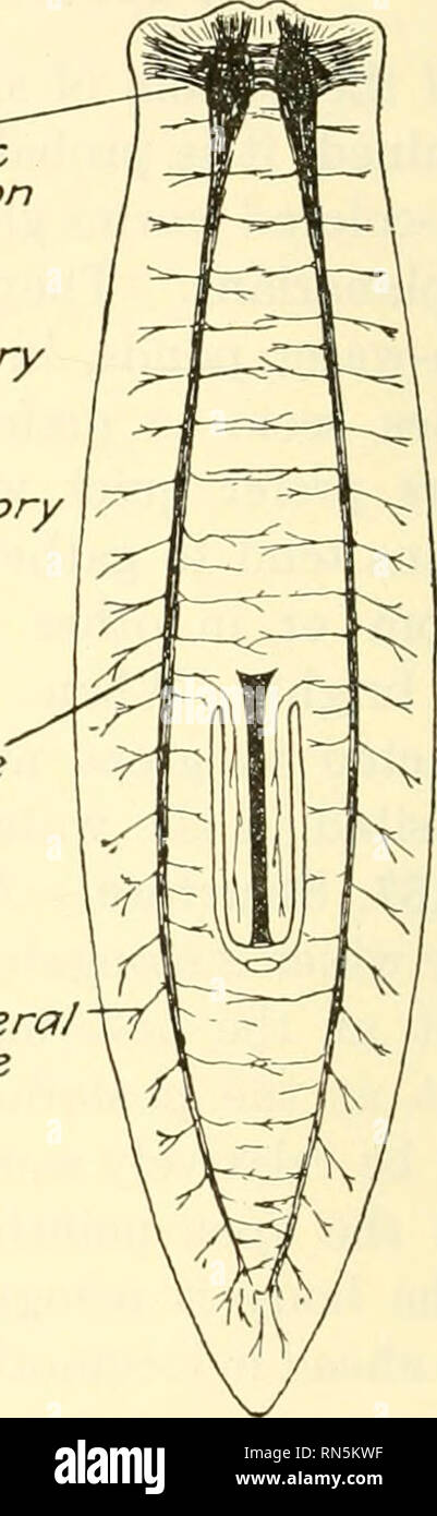 Planaria Drawing