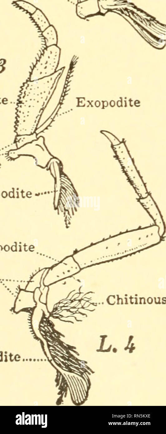 . Animal biology. Biology; Zoology; Physiology. .Exopodite Mx. 2 ...