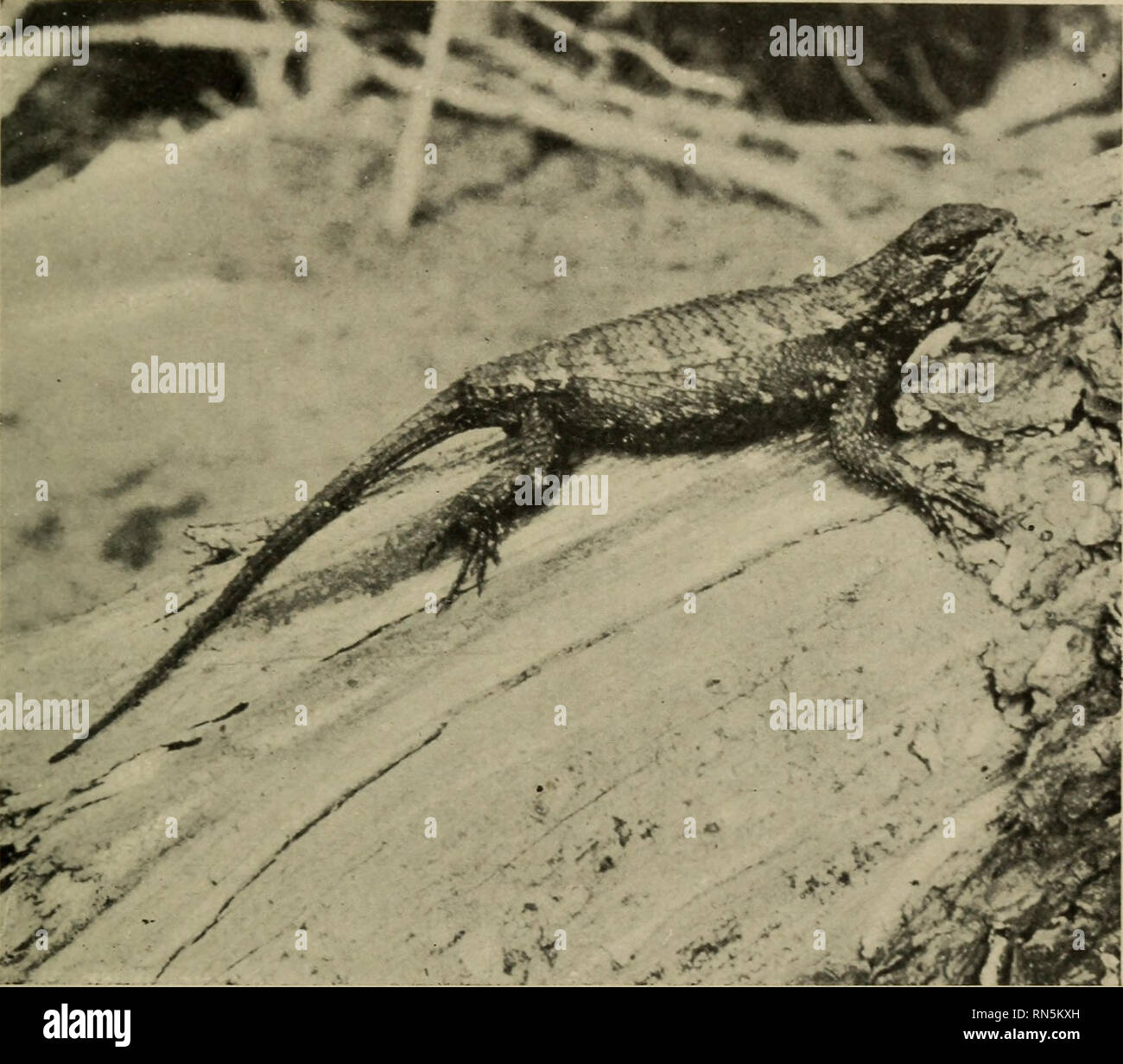 Two different animal limbs hi-res stock photography and images - Alamy