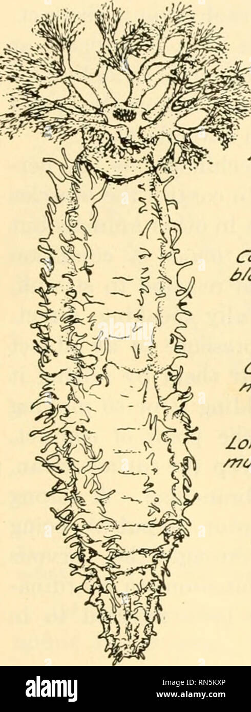 Phylum Echinodermata Tree