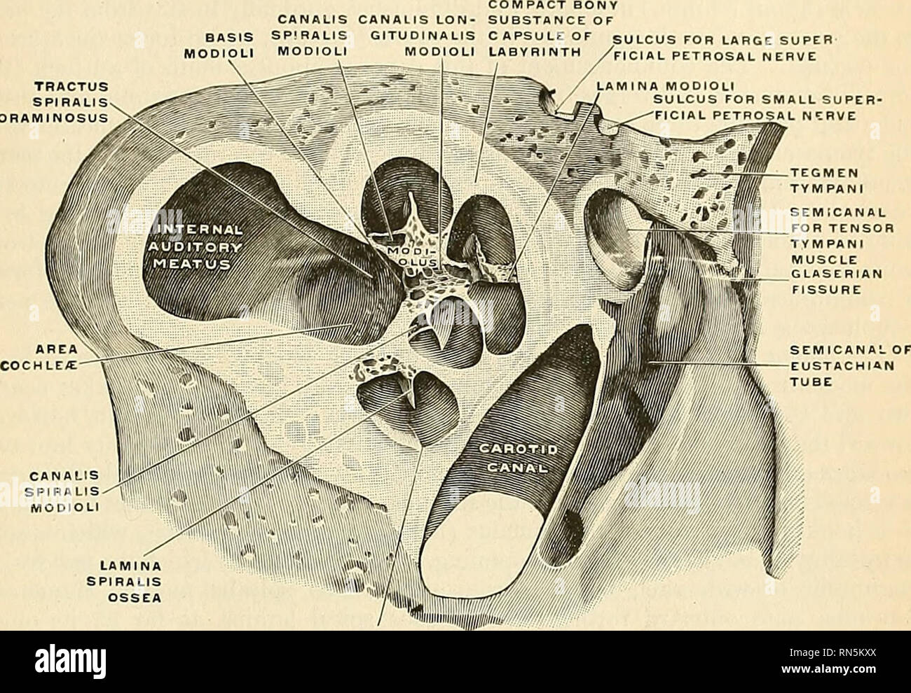 Lateral Vertical Section Stock Photos & Lateral Vertical Section Stock ...