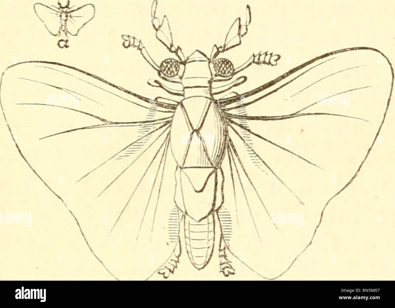 Mite kind hi-res stock photography and images - Alamy