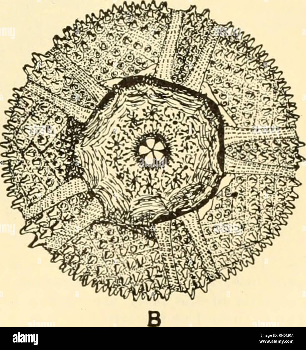 . Animal biology. Zoology; Biology. /nferambu/acra/ » p/afes ^ Ambu ...
