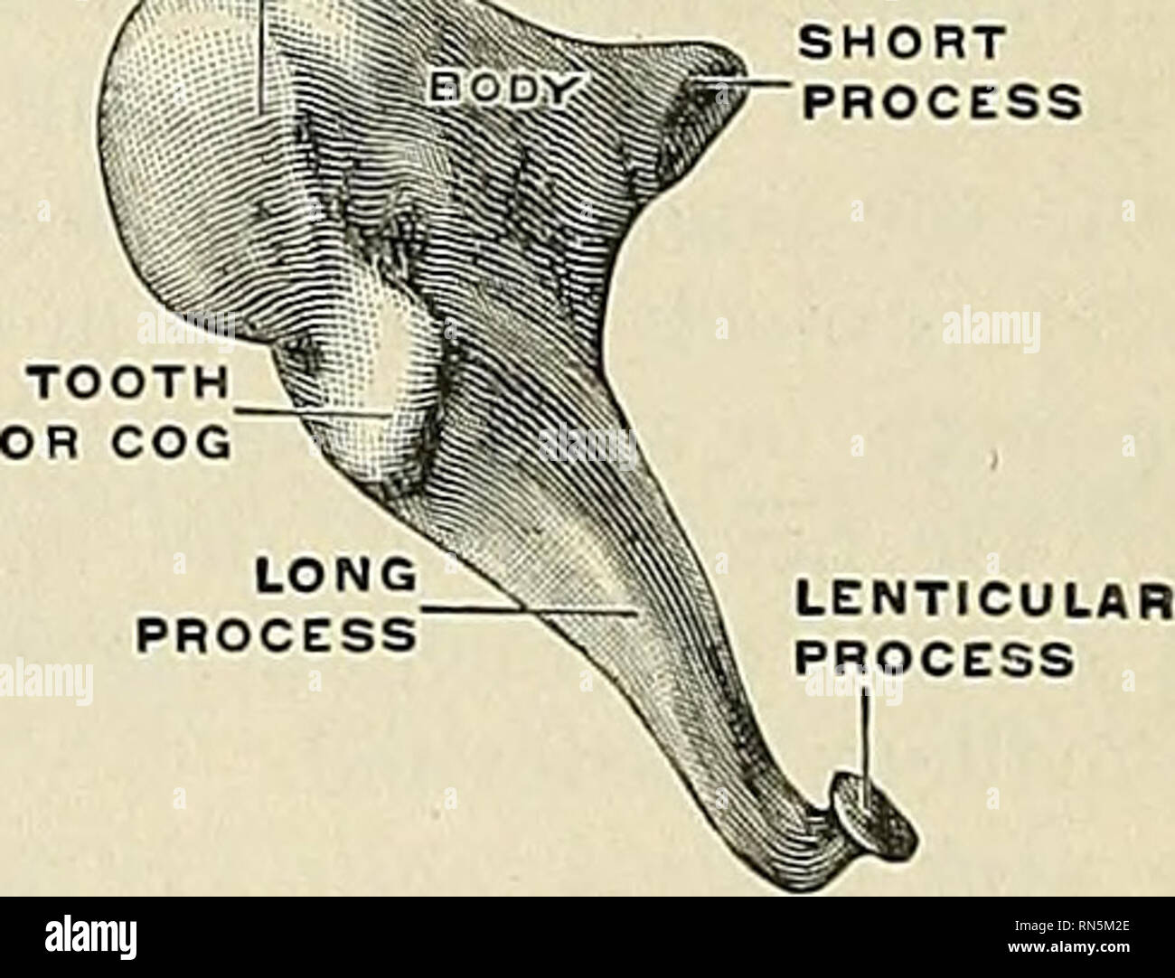 Incudis hi-res stock photography and images - Alamy