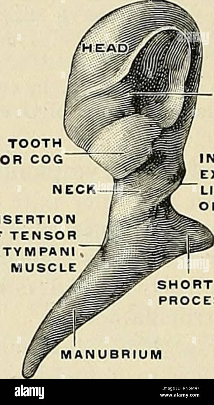 . Anatomy, descriptive and applied. Anatomy. MANUBRIUM. INSERTION OF ...