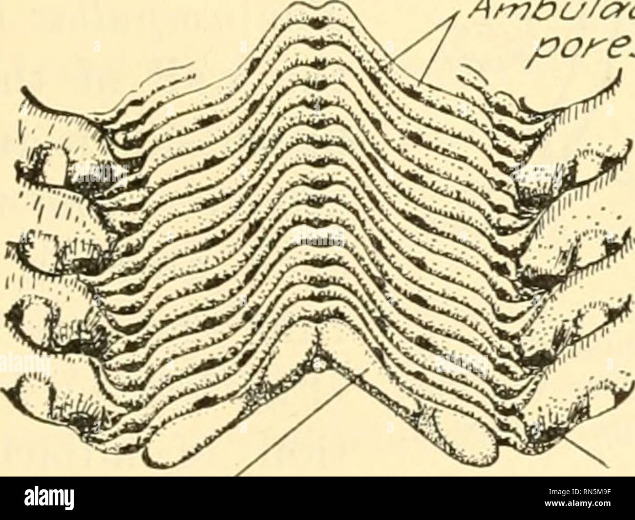 Acral hi-res stock photography and images - Alamy
