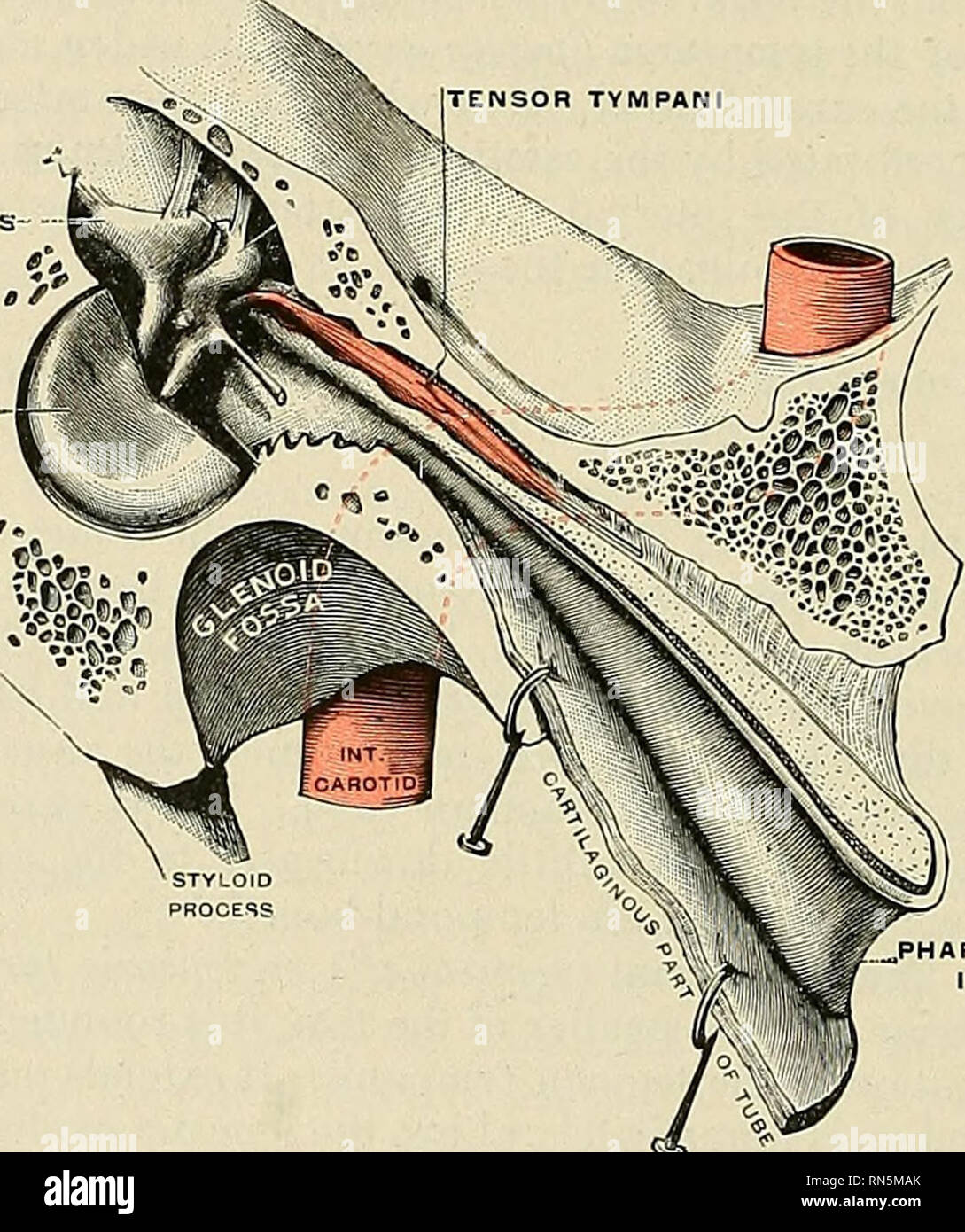 . Anatomy, descriptive and applied. Anatomy. 1128 THE ORGANS OF SPECIAL ...