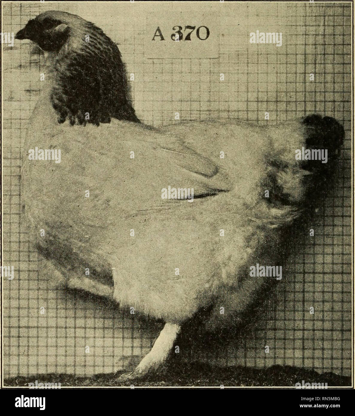 Meat producing breeds hi-res stock photography and images - Alamy