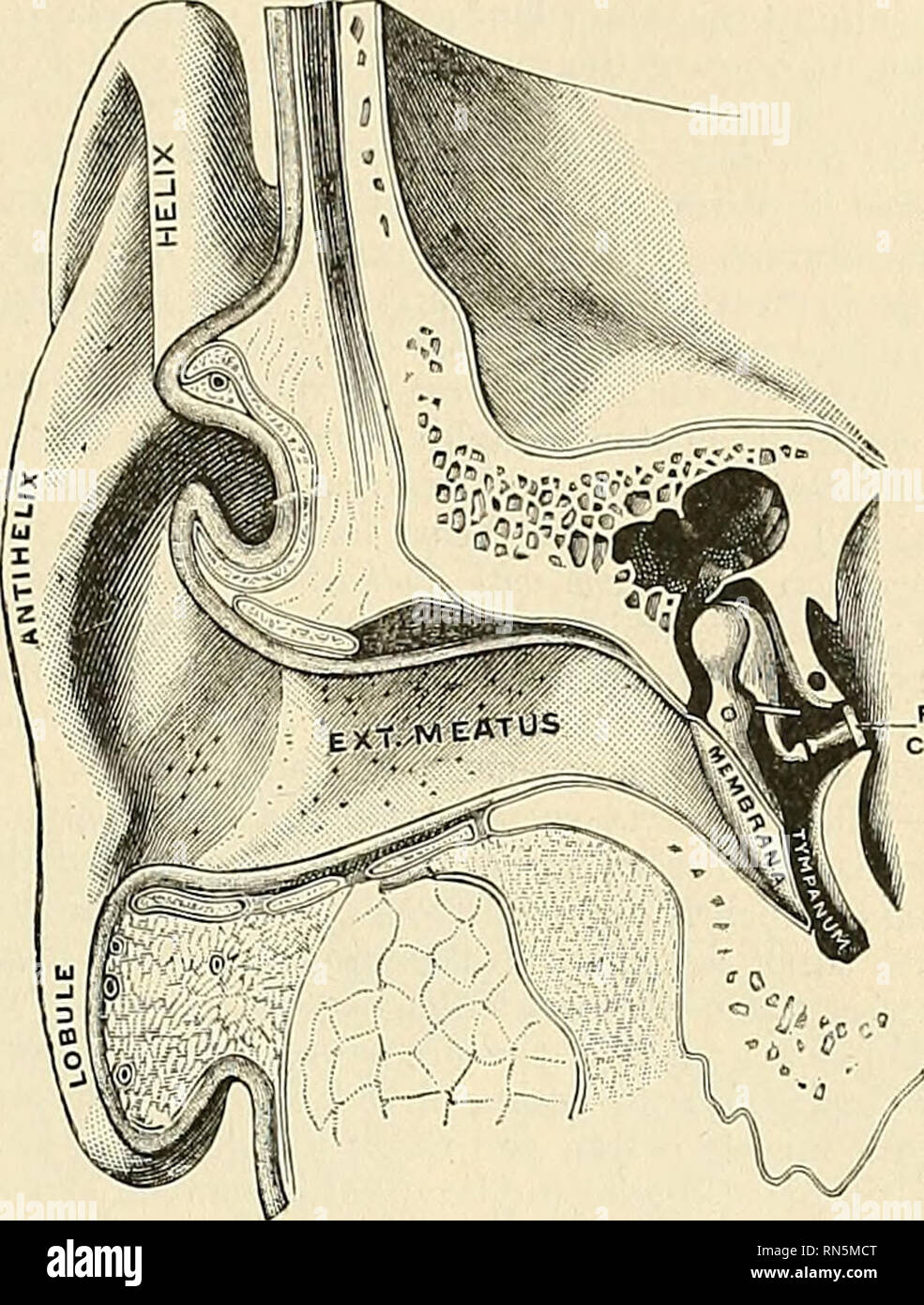 . Anatomy, descriptive and applied. Anatomy. THJ