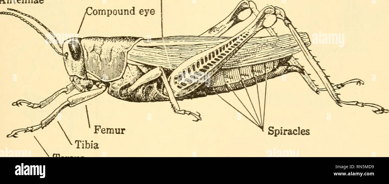 Labium major hi-res stock photography and images - Alamy