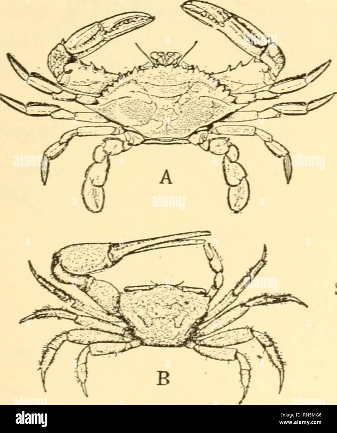 . Animal biology. Biology; Zoology; Physiology. SURVEY OF INVERTEBRATES ...