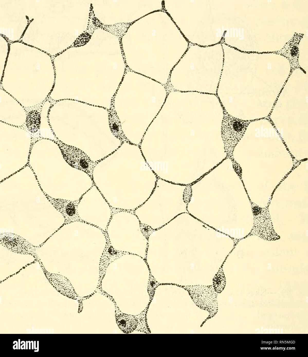 Insect metabolism hi-res stock photography and images - Alamy