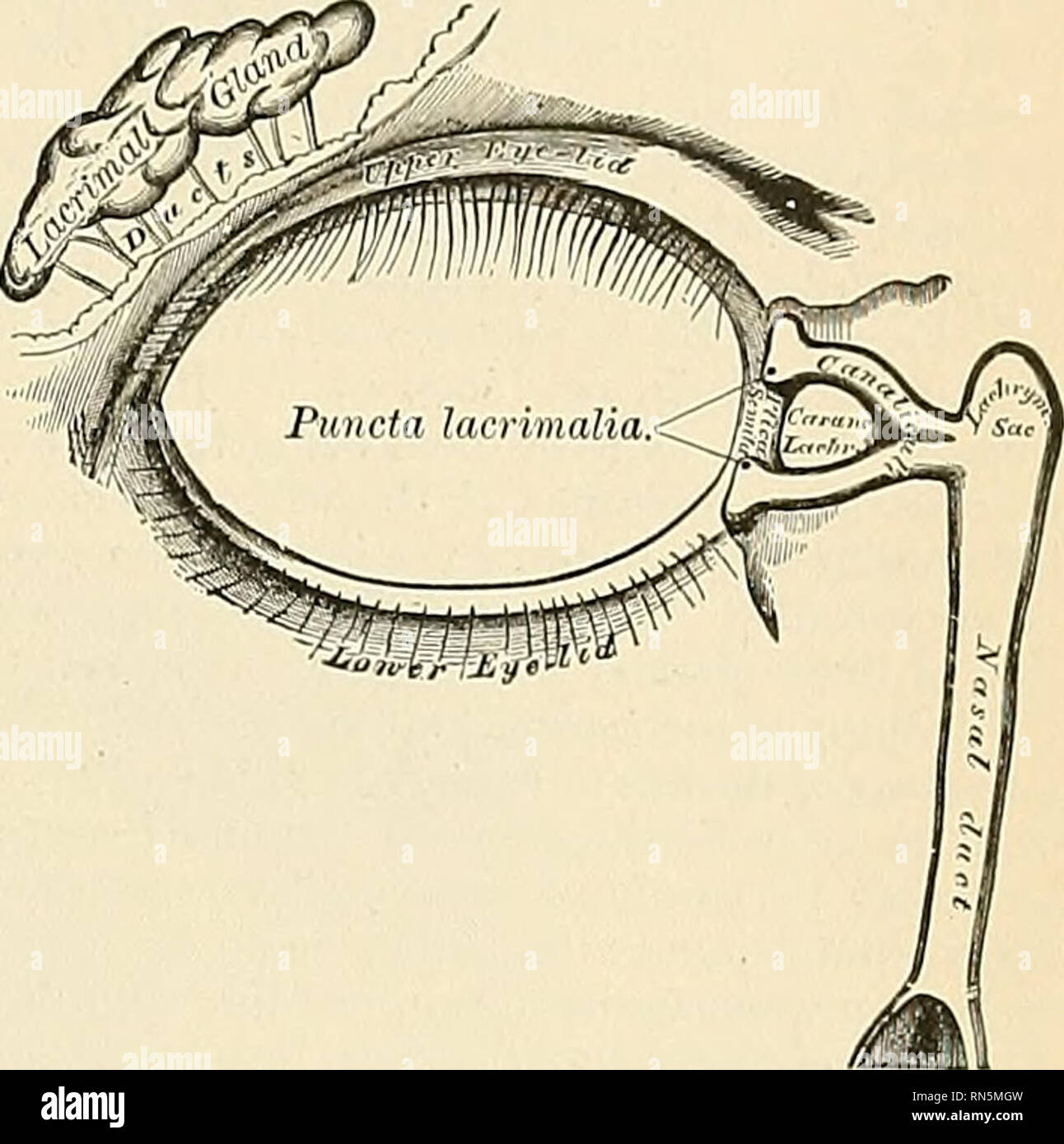 . Anatomy, descriptive and applied. Anatomy. THE APPENDAGES OF THE EYE ...