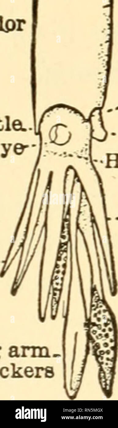 Octopus escape hi-res stock photography and images - Alamy